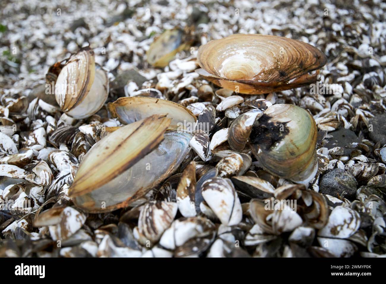 Freshwater mussel ireland hi-res stock photography and images - Alamy