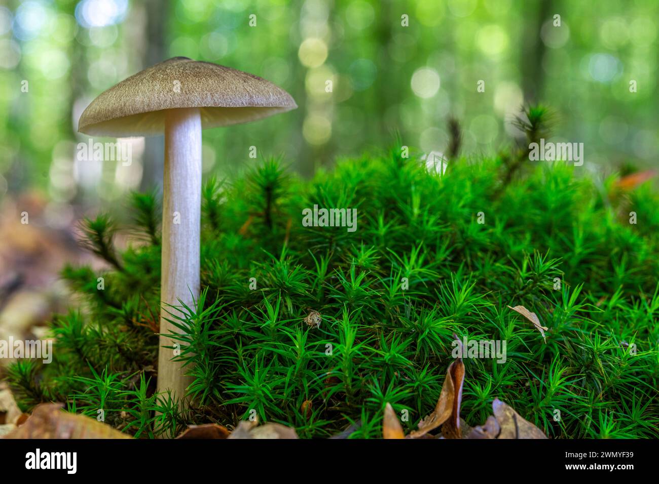 France, Somme, Forêt de Crécy, Crécy-en-Ponthieu, Mushrooms of the ...