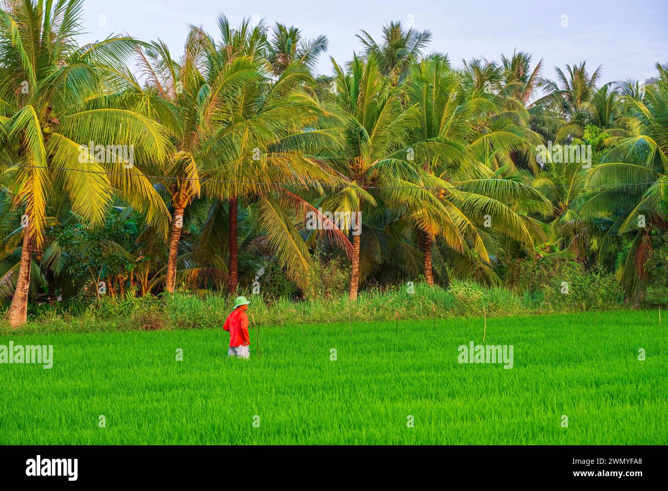 Vietnam, Mekong Delta, surroundings of Tra Vinh, work in the rice ...