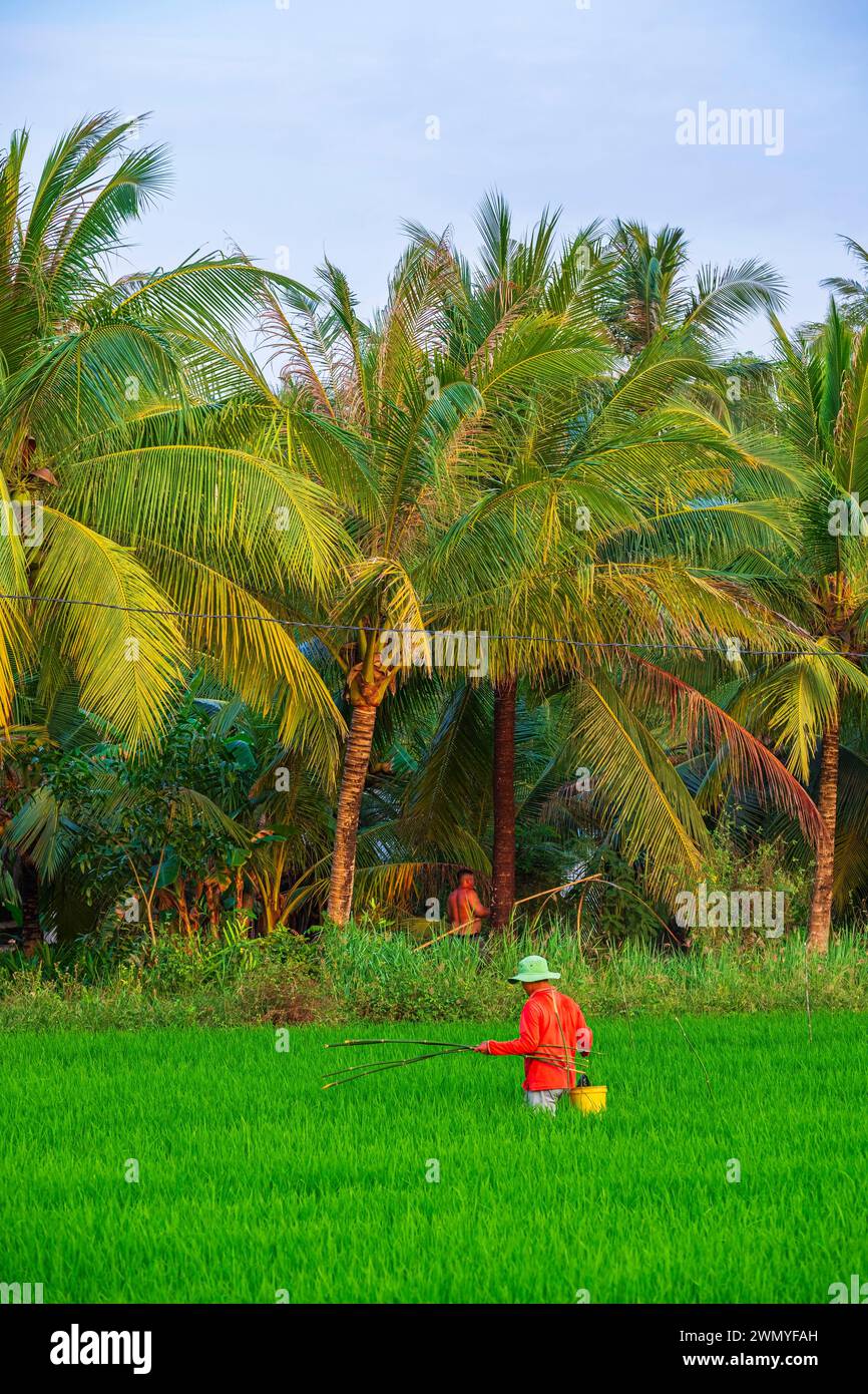 Vietnam, Mekong Delta, surroundings of Tra Vinh, work in the rice ...
