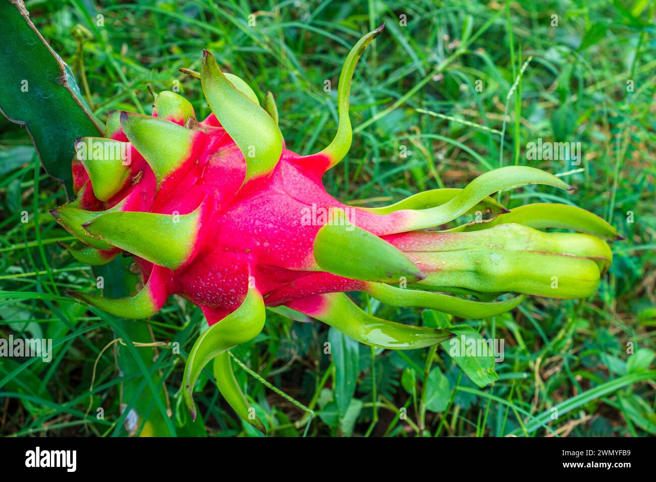 Vietnam, Mekong Delta, Tra Vinh, cultivation of dragon fruit (or pitaya ...