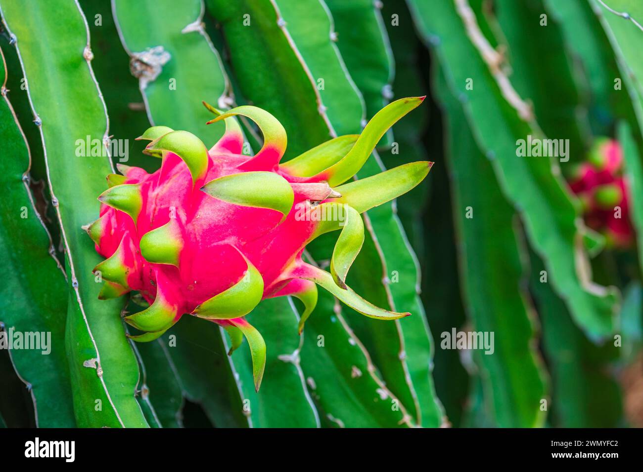Vietnam, Mekong Delta, Tra Vinh, cultivation of dragon fruit (or pitaya ...