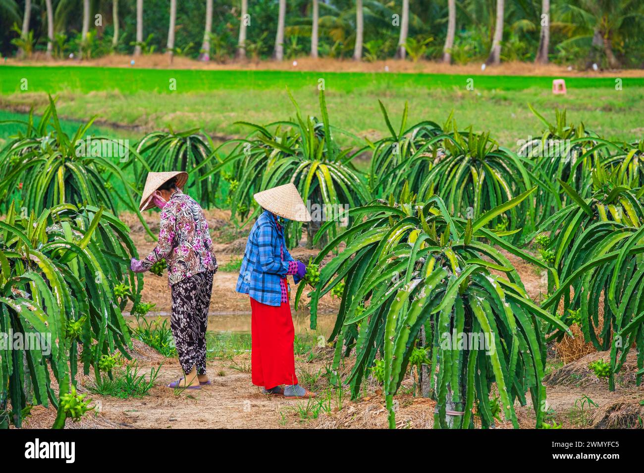 Vietnam, Mekong Delta, Tra Vinh, cultivation of dragon fruit (or pitaya ...