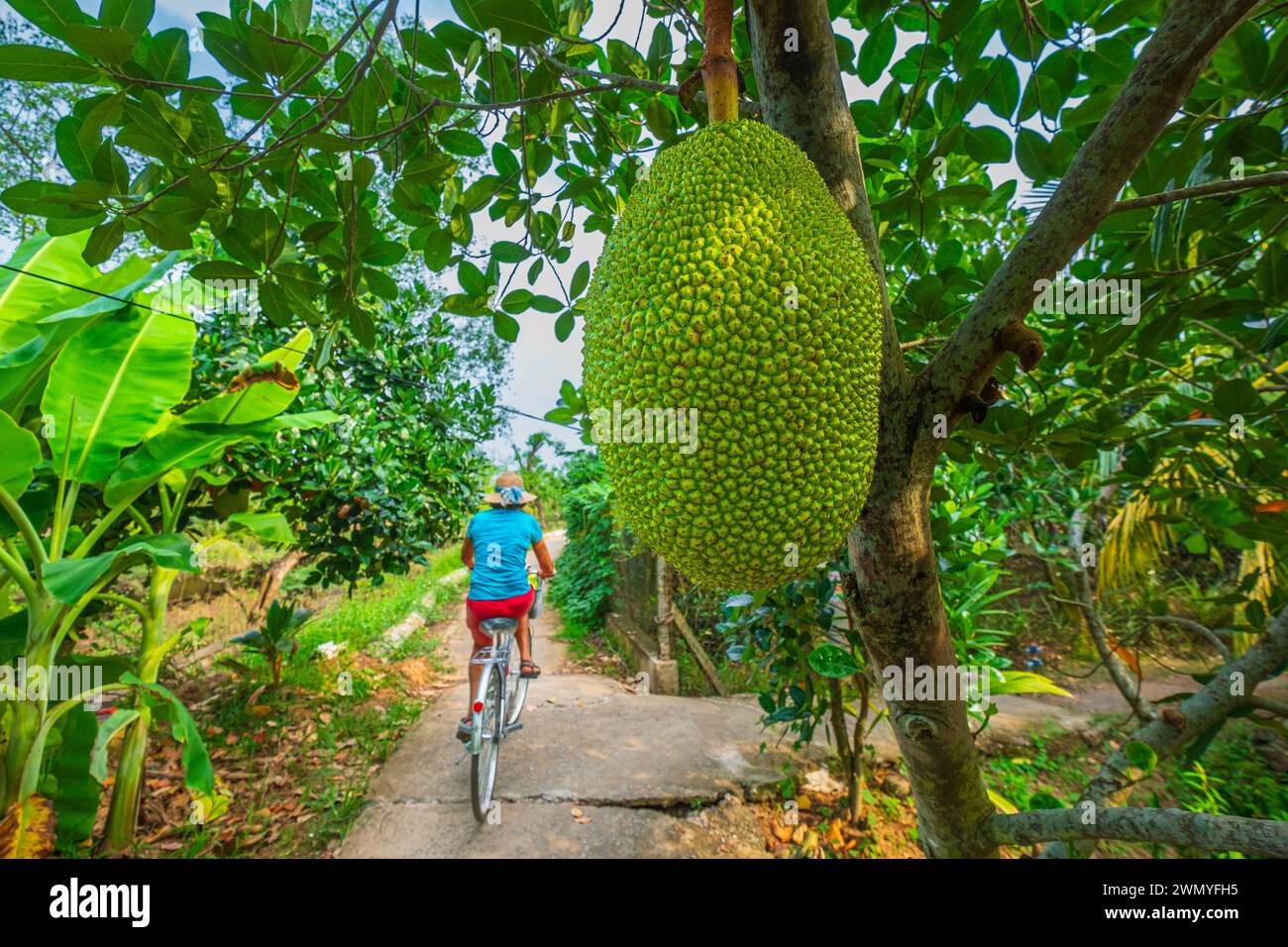 Vietnam, Mekong Delta, Tien Giang province, bike ride on Tan Phong ...