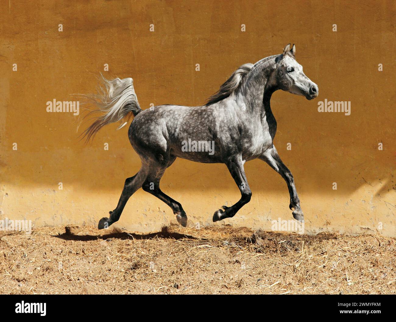 Purebred Arabian Horse. Juvenile stallion gallops on sand in front of a ...