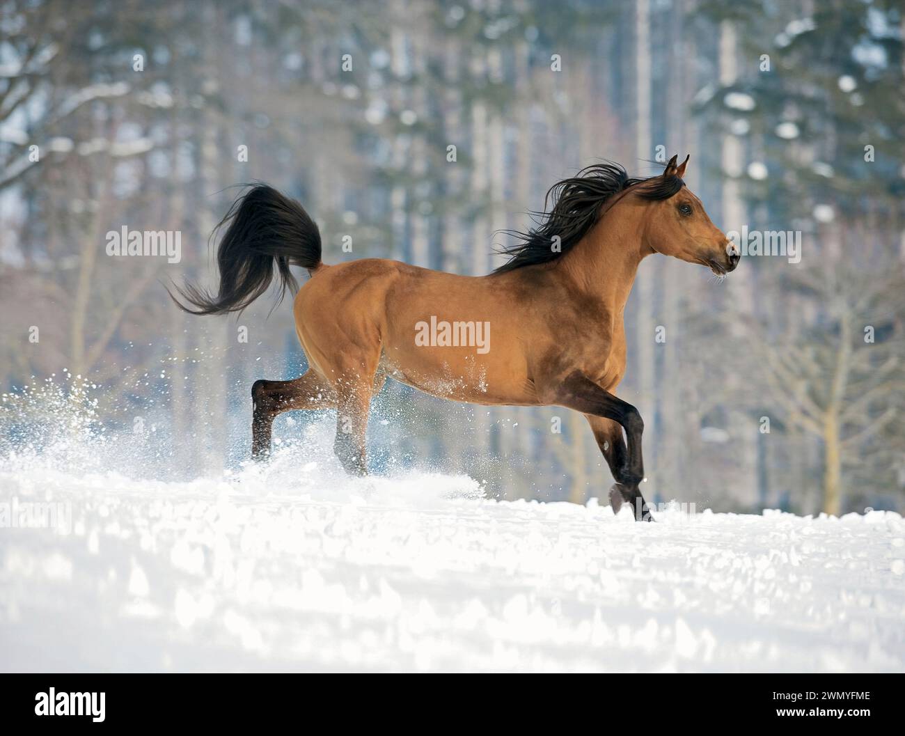 Purebred Arabian Horse. Bay stallion Mirokan trotting in snow. Germany ...