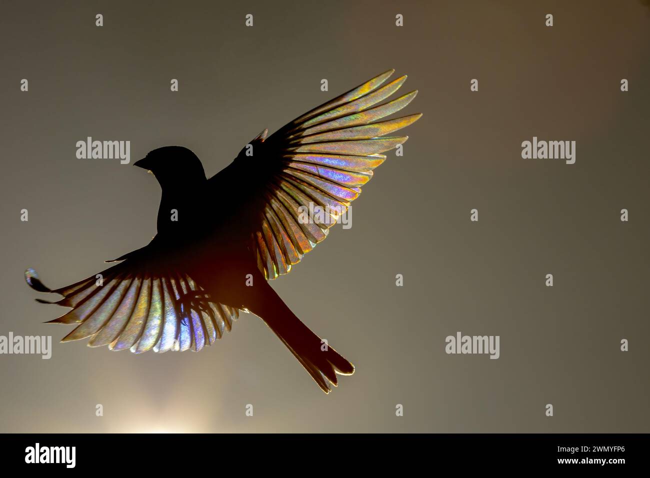 From above of silhouette of a bird in flight with sunlight filtering ...