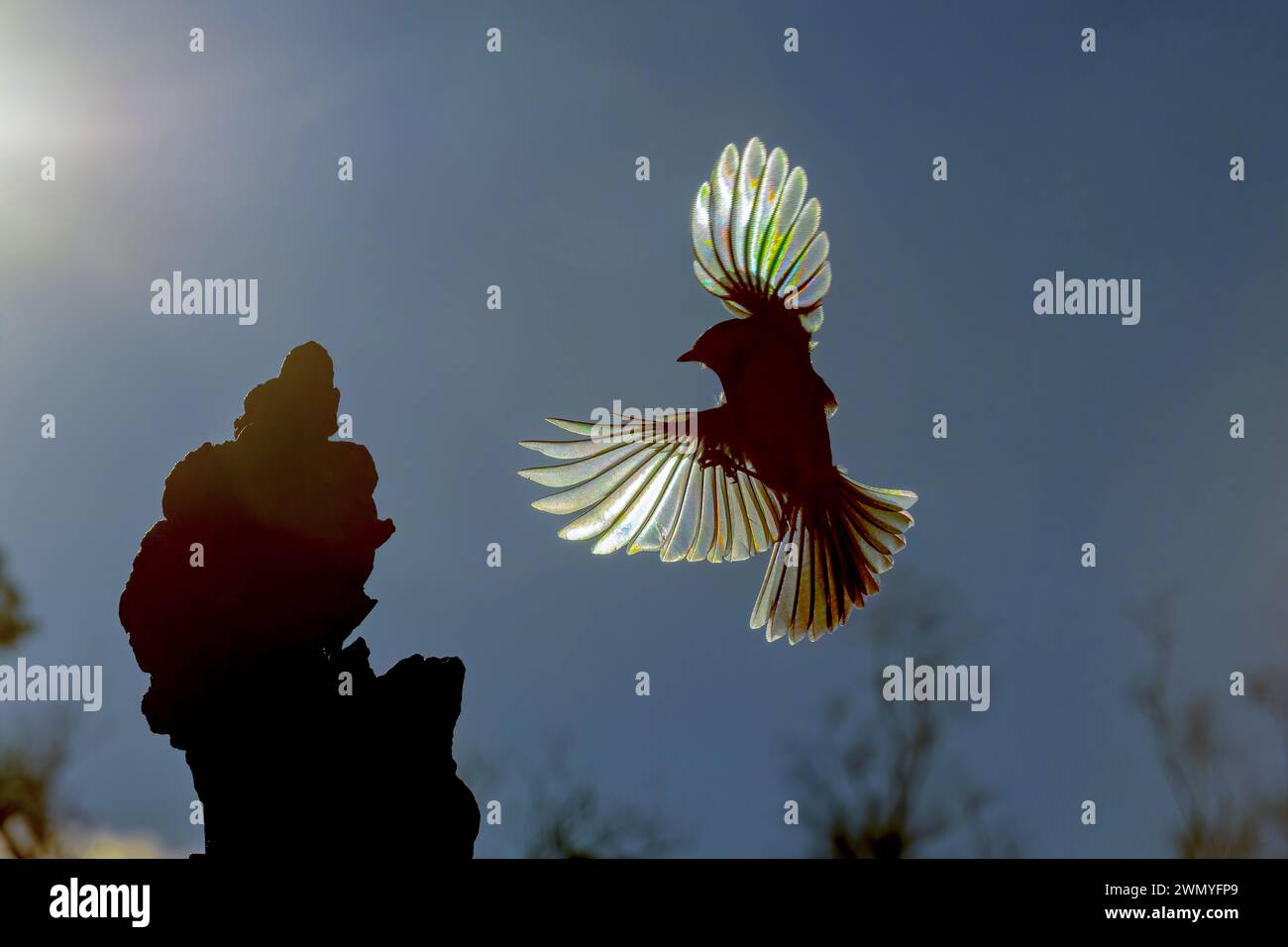 From above of bird takes flight from a rocky outcrop, its wings ...