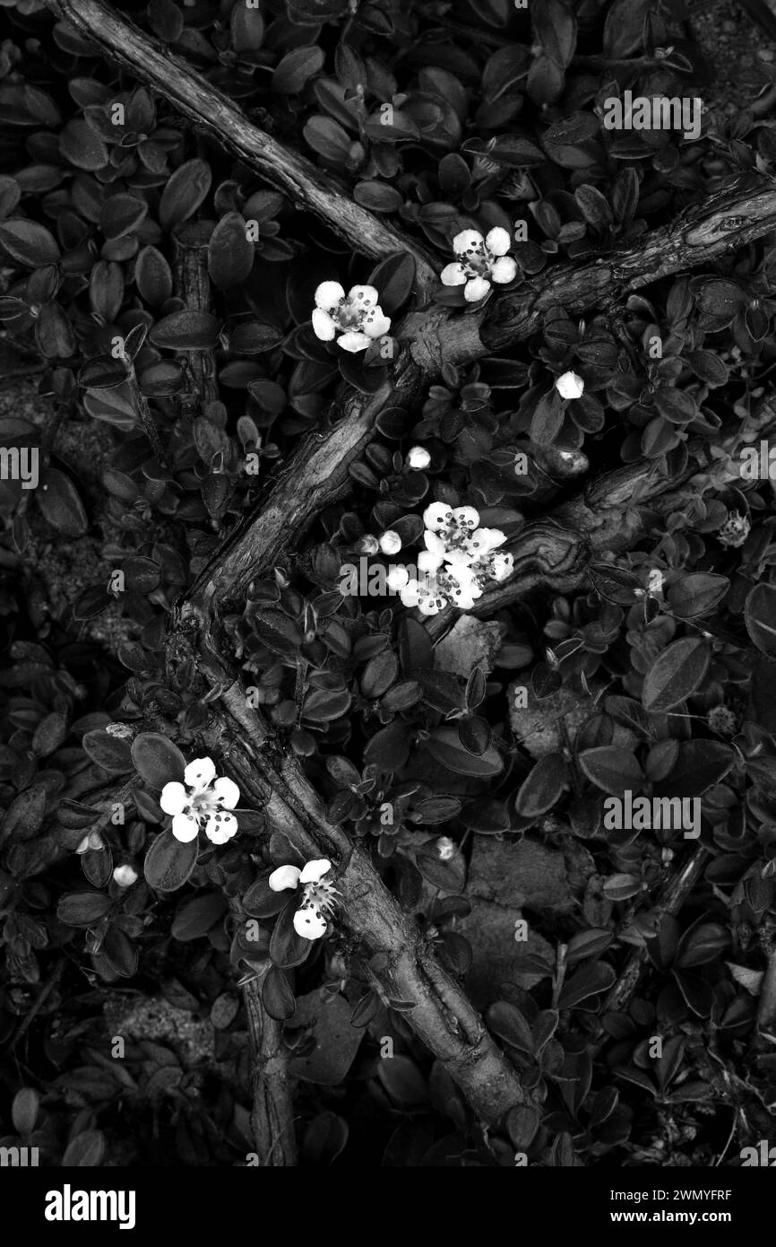 From above monochrome photograph showcases intricate flowers amidst ...