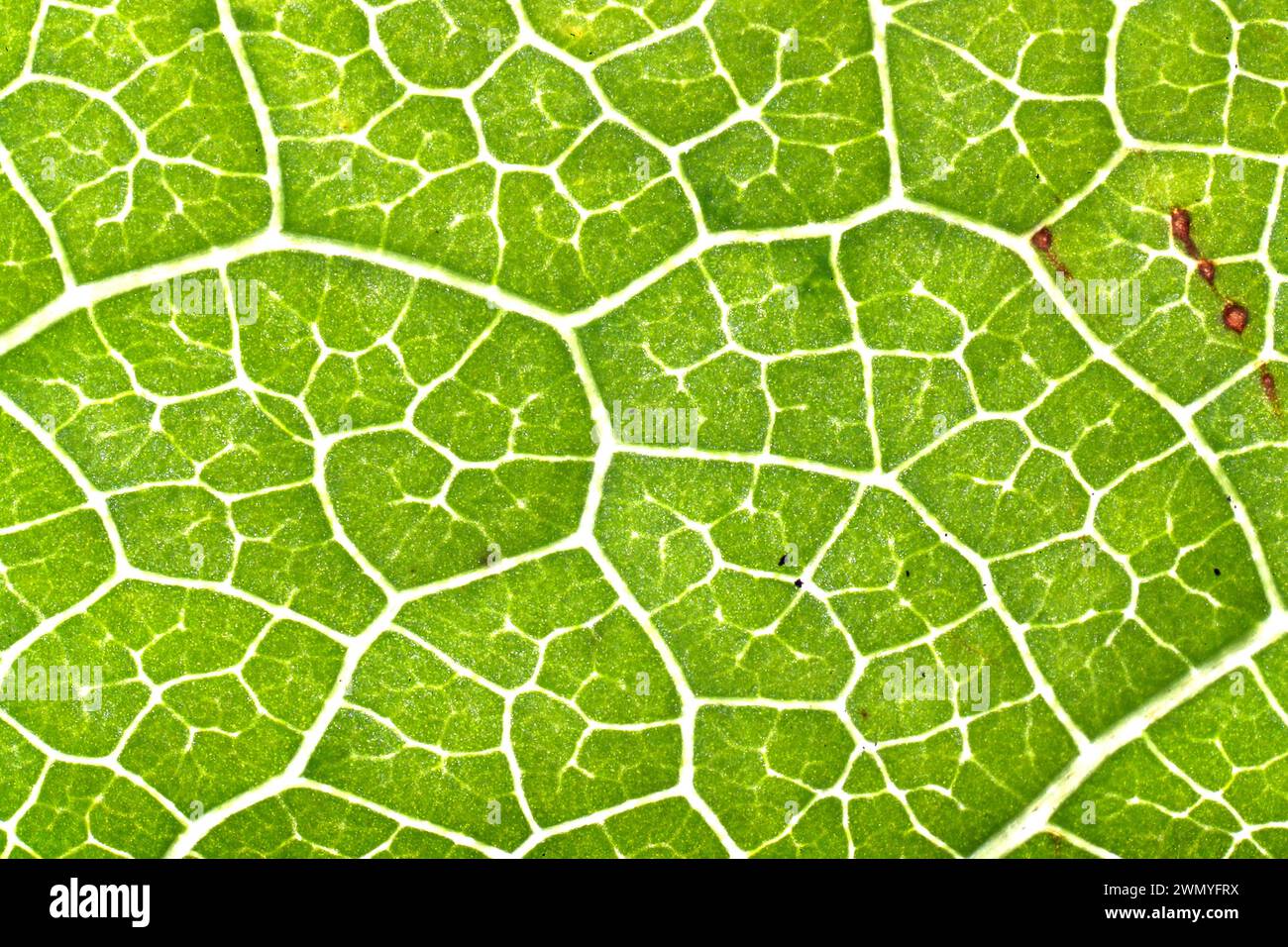 Macro photography reveals the intricate vein pattern of a green leaf ...