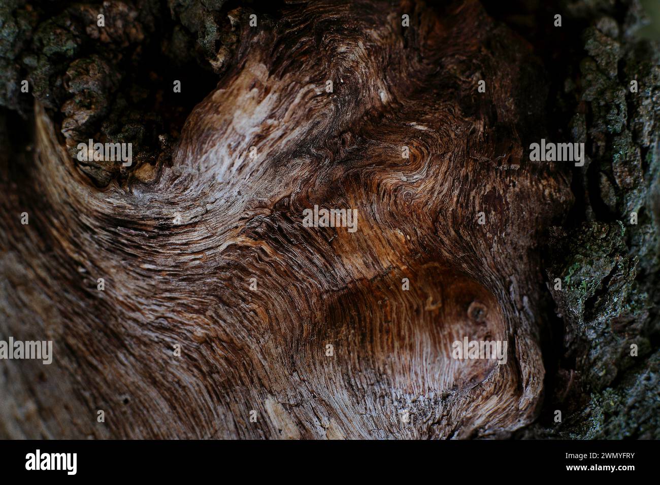 Blend of natural patterns hi-res stock photography and images - Alamy