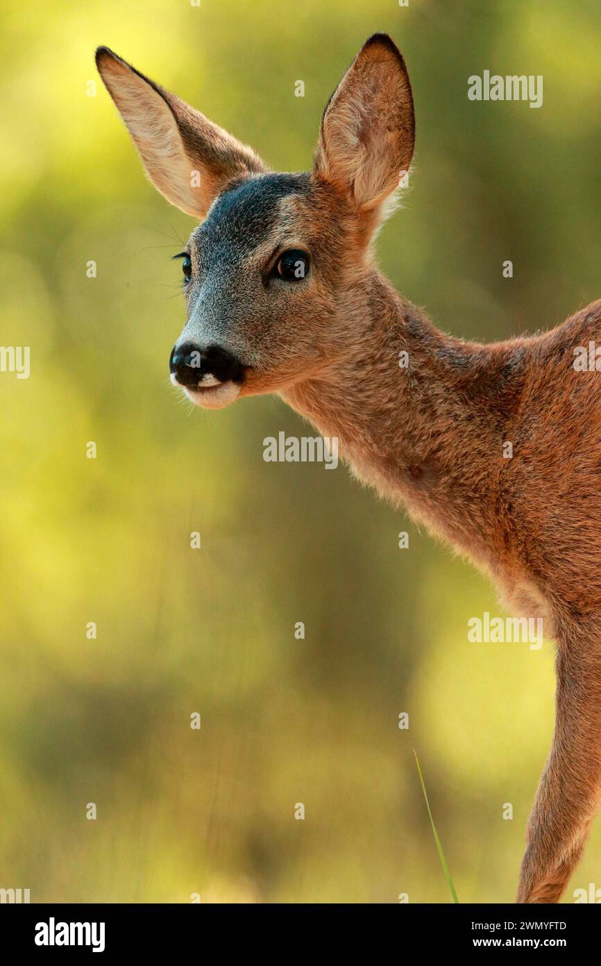 A young roe deer with attentive ears and bright eyes stands alert in a ...