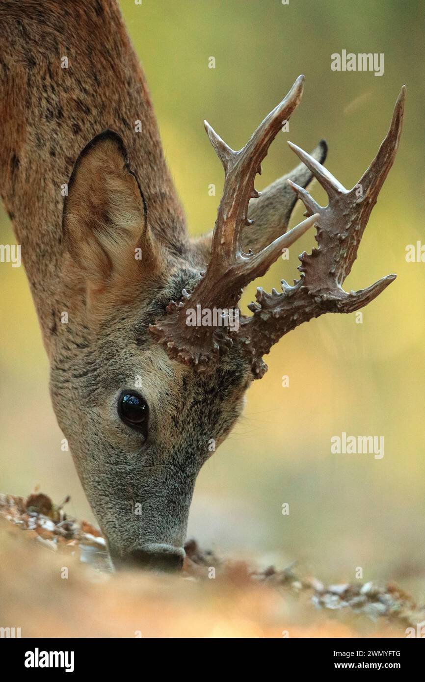 A majestic roe deer buck with velvety antlers intently forages on the ...