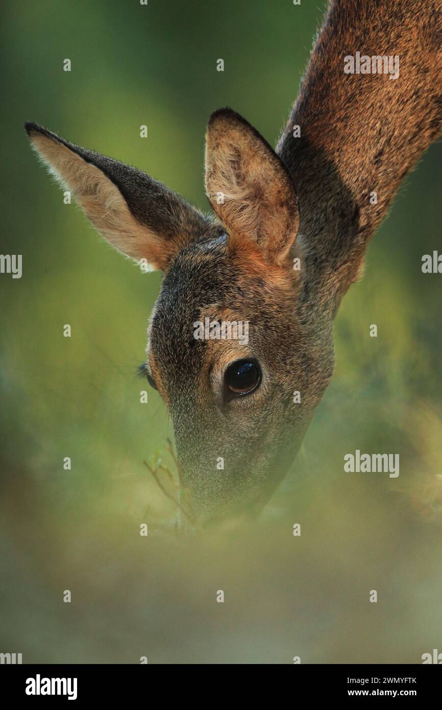 A tranquil close-up of a roe deer's head as it peeks through the ...