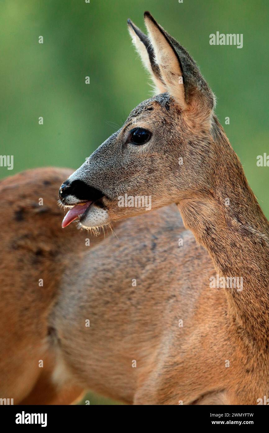 Close-up of a roe deer with its mouth open, showcasing its tongue and ...
