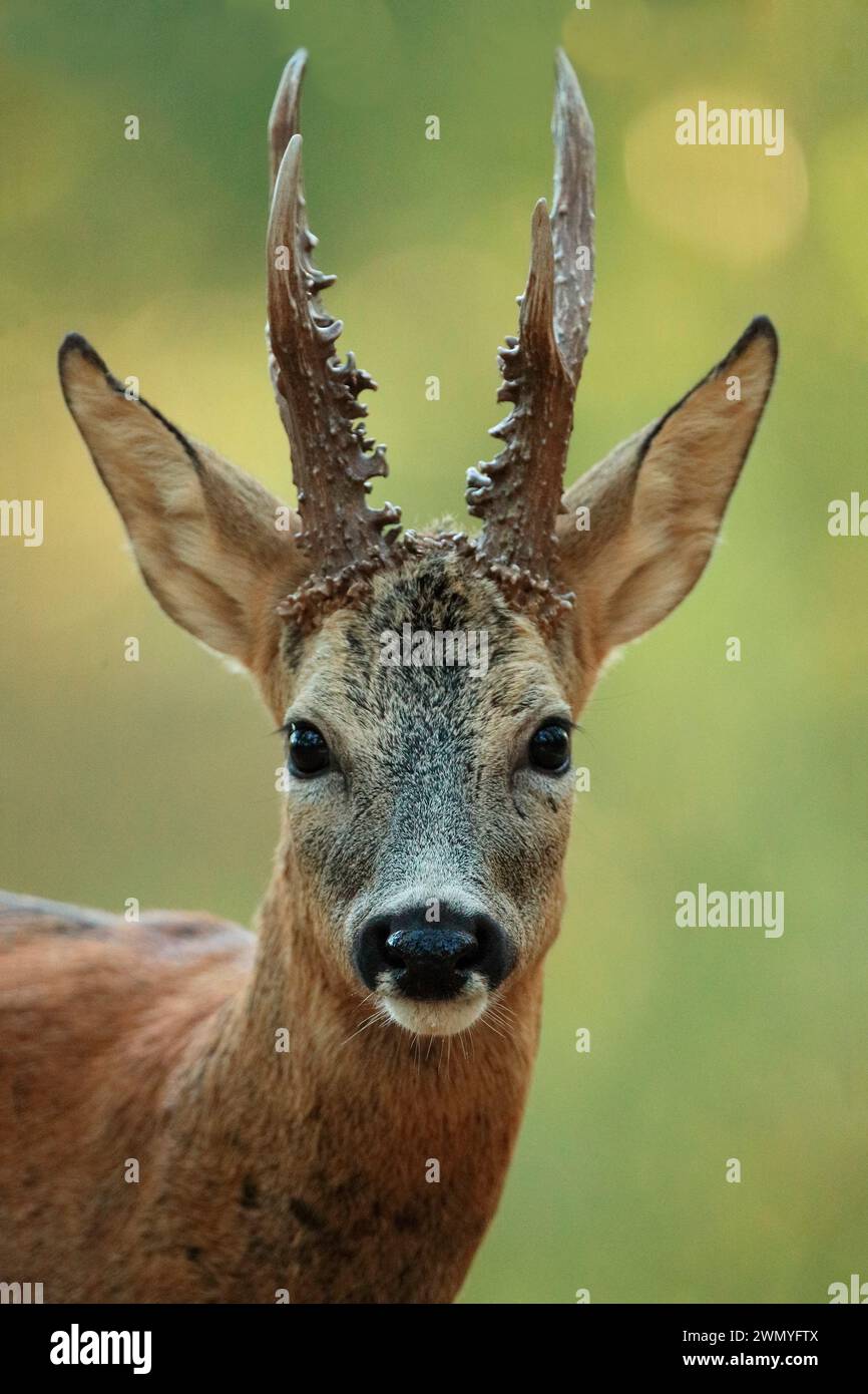 Direct gaze of a roe deer buck with velvety antlers against a soft ...