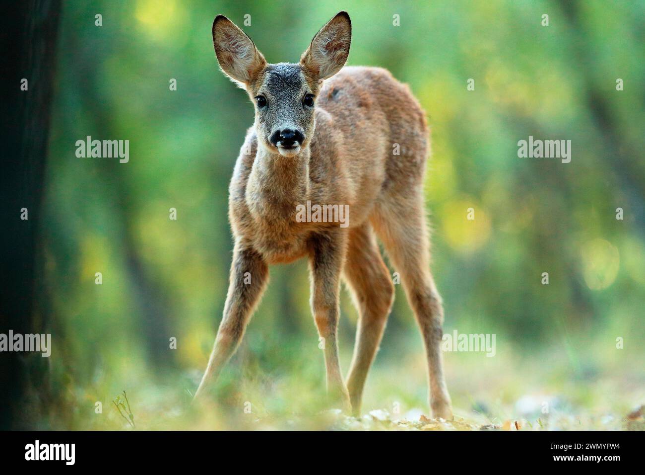 A gentle roe deer stands poised in the forest, its innocent eyes and ...