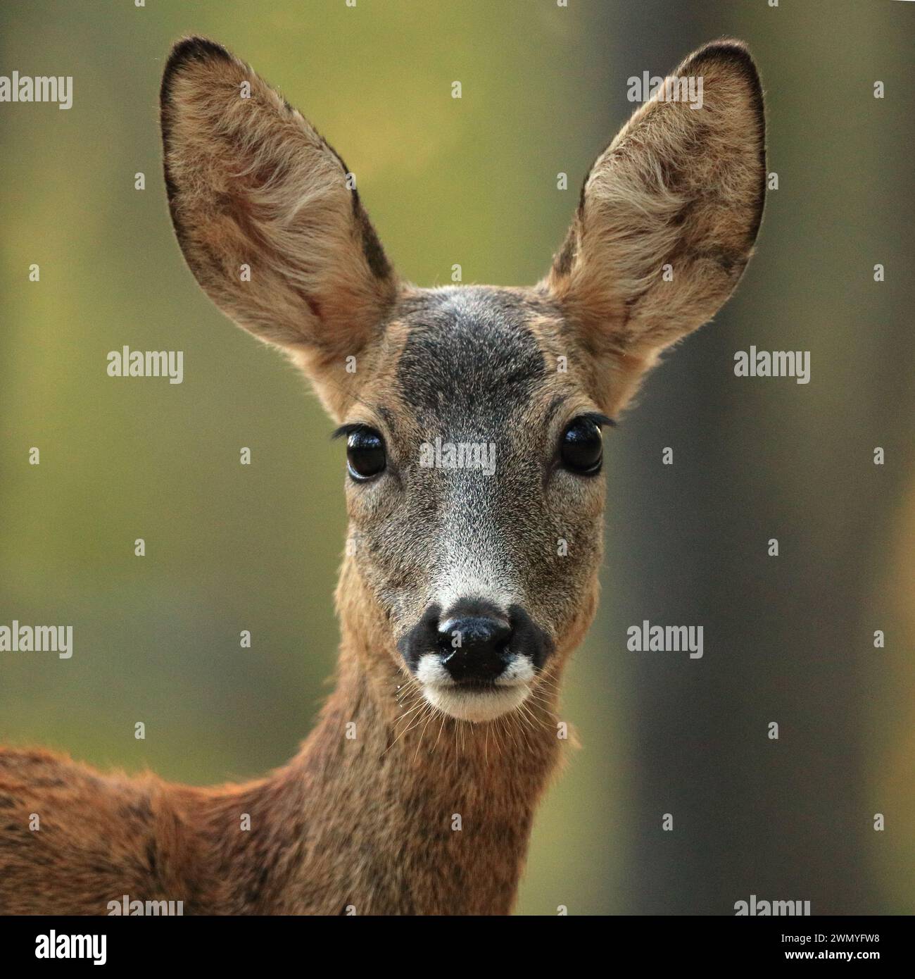 Doe eyed deer hi-res stock photography and images - Alamy