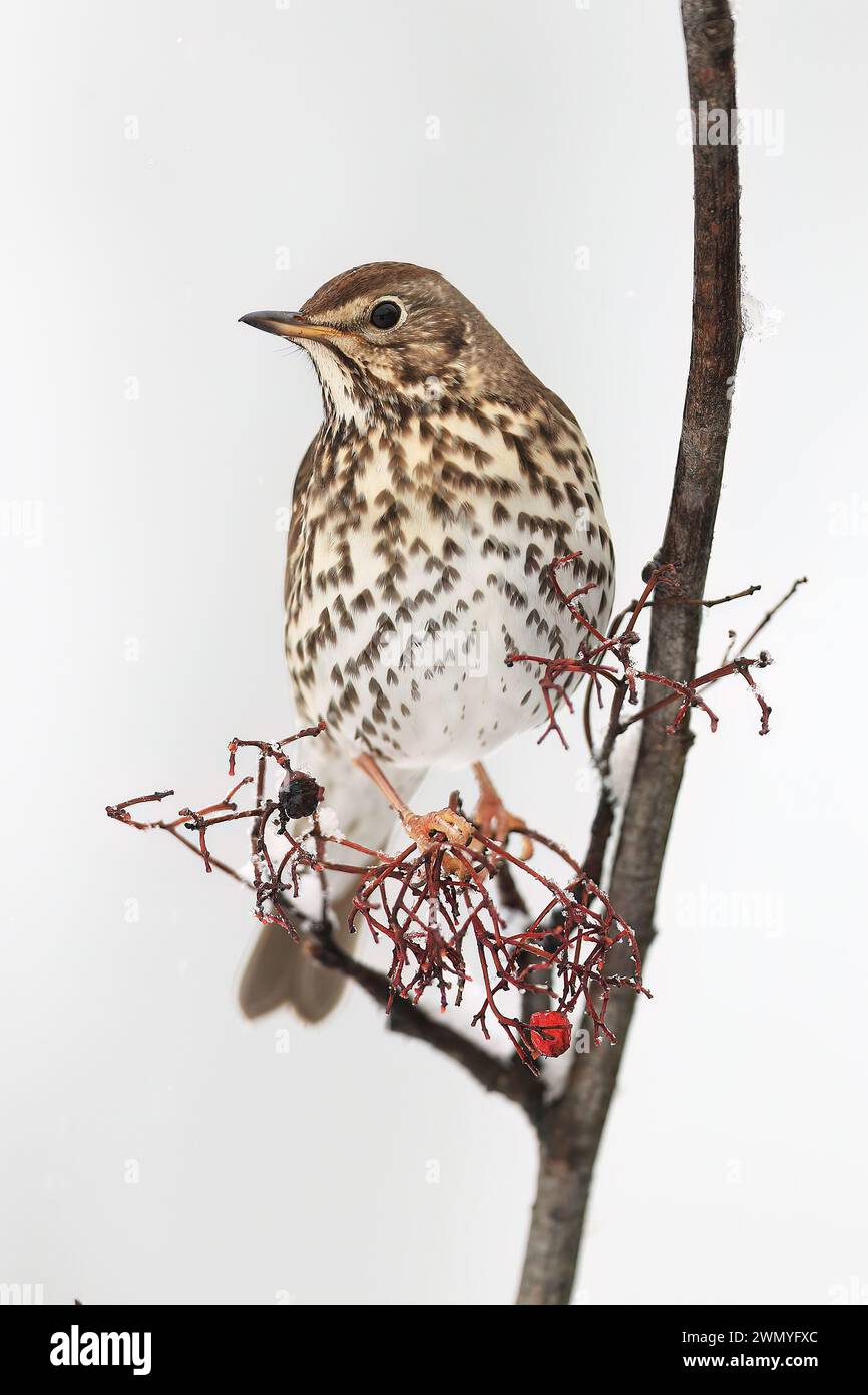 A speckled songbird sits on a snow-covered branch, dotted with vibrant ...