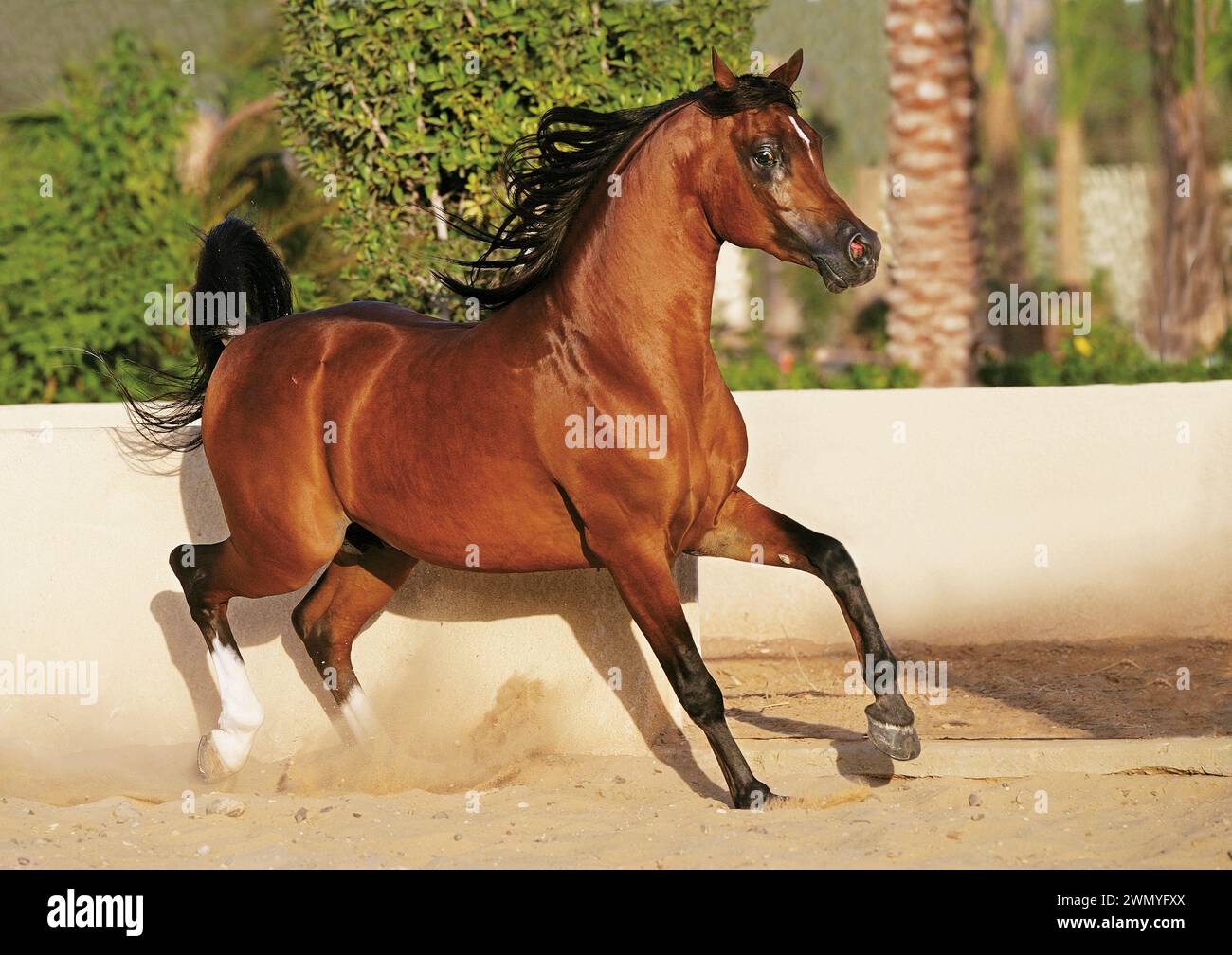 Purebred Arabian Horse. Bay stallion Imperial Baareg of the State El ...