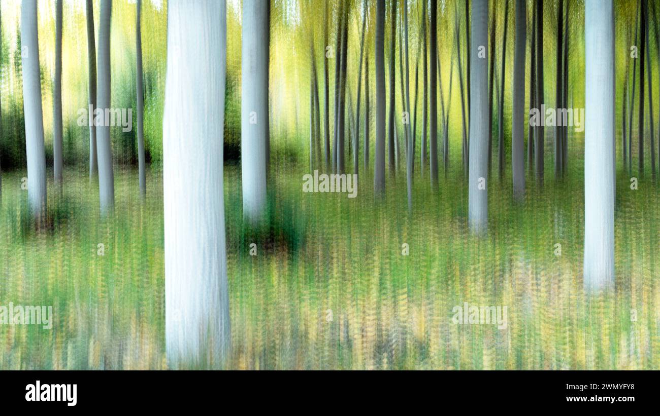 Ethereal forest scene with vertical blur effect creating a serene ...