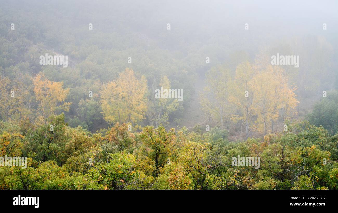 Cascade oak trees with golden leaves shrouded in a dense foggy ...