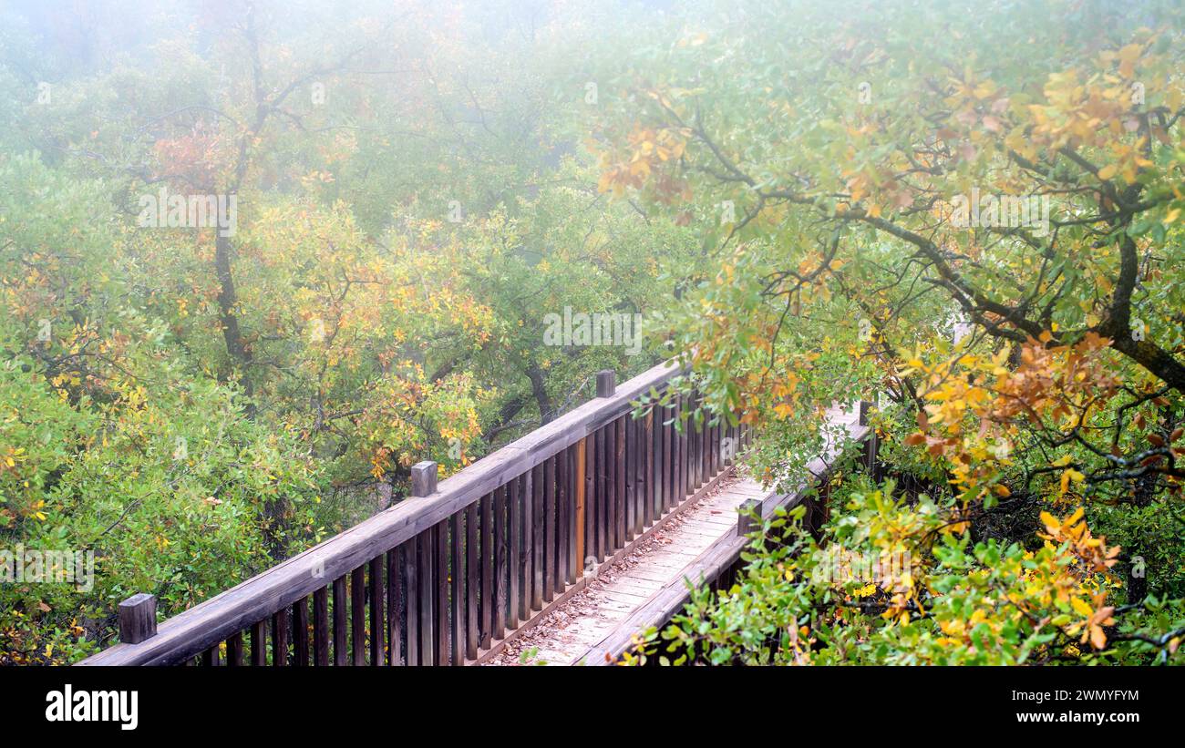 Wooden boardwalk meandering through a misty forest with cascade oak ...