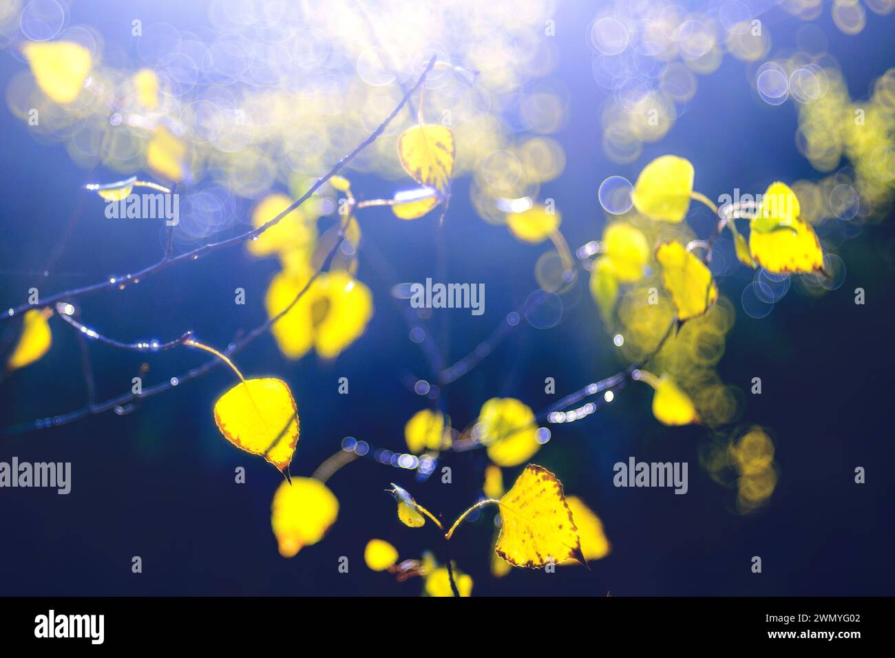 Creating lens flare effect hi-res stock photography and images - Alamy