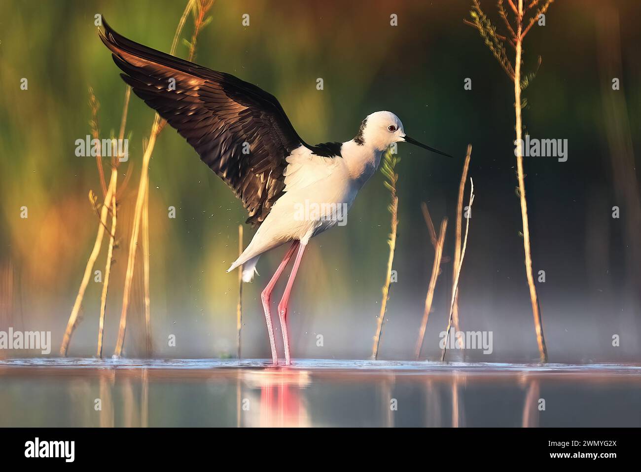 Splayed wings hi-res stock photography and images - Alamy