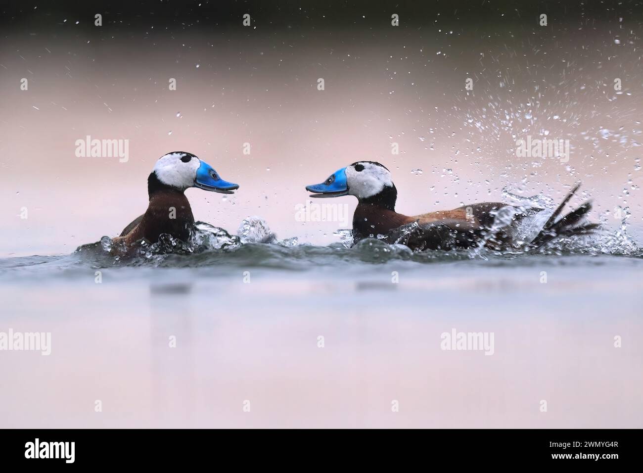 Two white-headed ducks in animated interaction on the water, splashing ...
