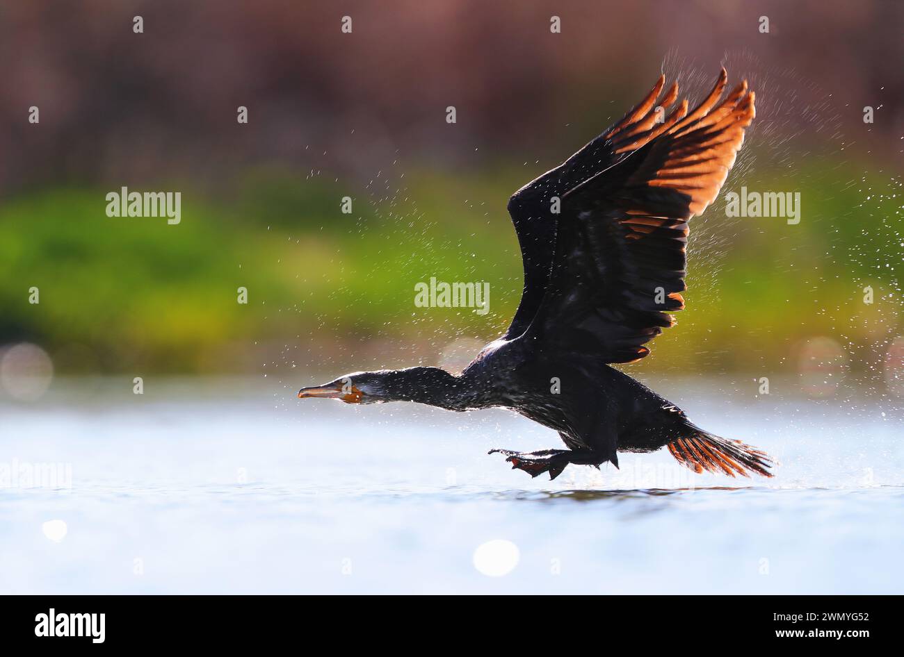 Cormorant bird with outstretched wings taking off from water surface ...