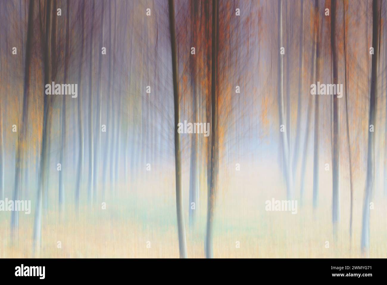 A dreamlike portrayal of slender trees during autumn, captured in a ...