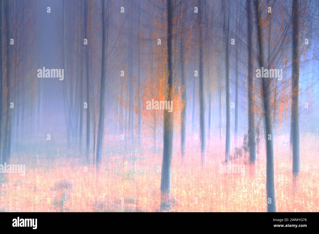 Ethereal autumn forest scene with blurry trees and a soft, pastel color ...