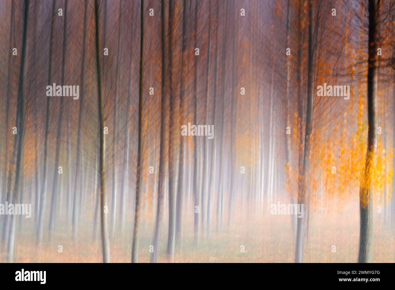 Artistic landscape with trees in autumn, captured in a pictorialist ...