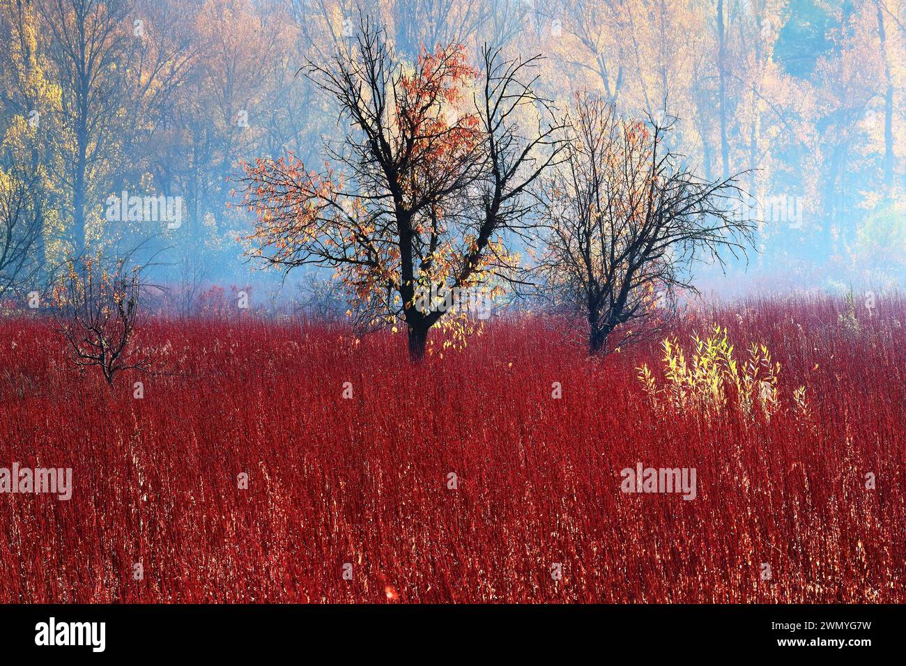 Majestic autumn landscape with a field of red mimbre under a canopy of ...