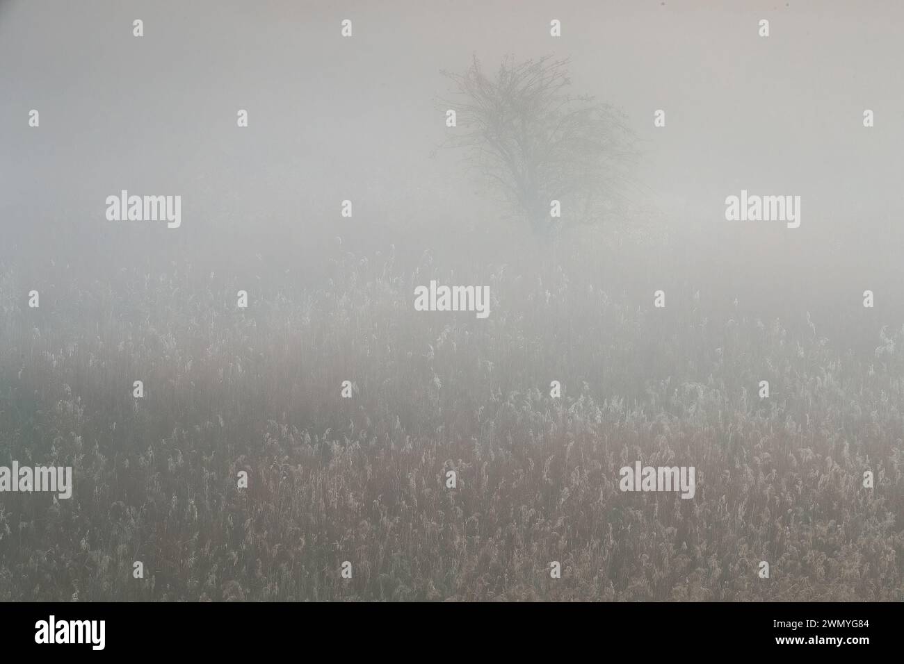 A solitary tree stands in a field shrouded in thick fog, with faint ...