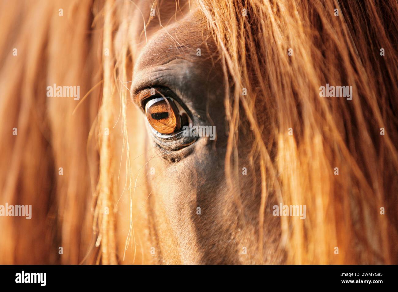 Barb Horse, The golden eye of a chestnut stallion. Marocco Stock Photo ...