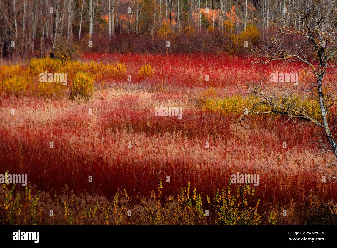 Layers of red wicker shrubs and yellowing poplar trees paint a rich ...