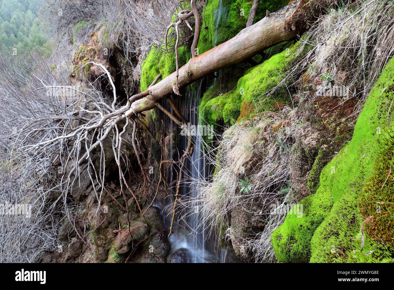 A fallen tree with exposed roots lies across a small waterfall ...
