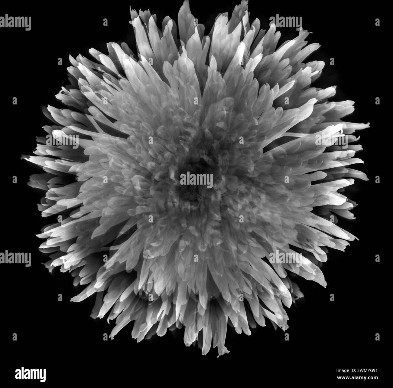 Black and white macro photograph of a dahlia flower with detailed petal ...