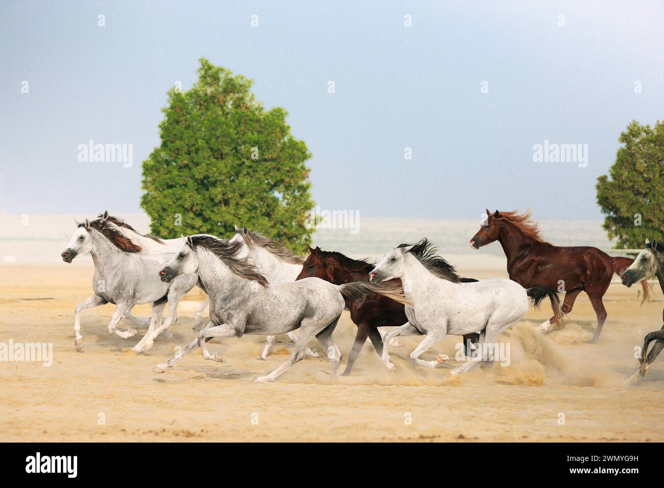 Purebred Arabian Horse. Herd of juvenile stallions of the Royal Stud in ...