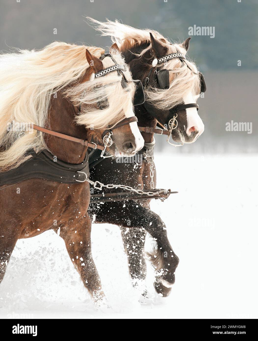 Black Forest Draughthorse. Two stallions pulling a sledge. Germany ...
