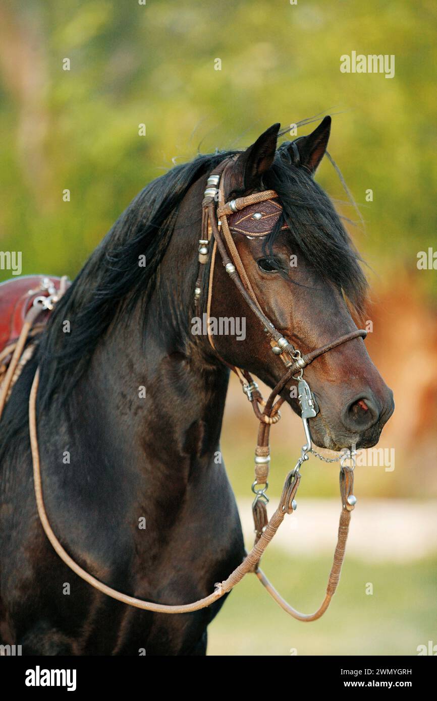 Chico peruano hi-res stock photography and images - Alamy