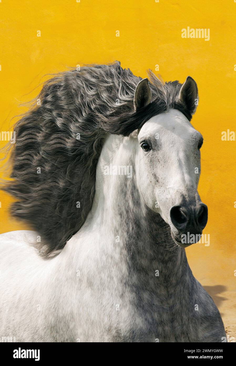 Barb Horse. Portrait of the stallion Massil. Royal Stud Bouznika ...