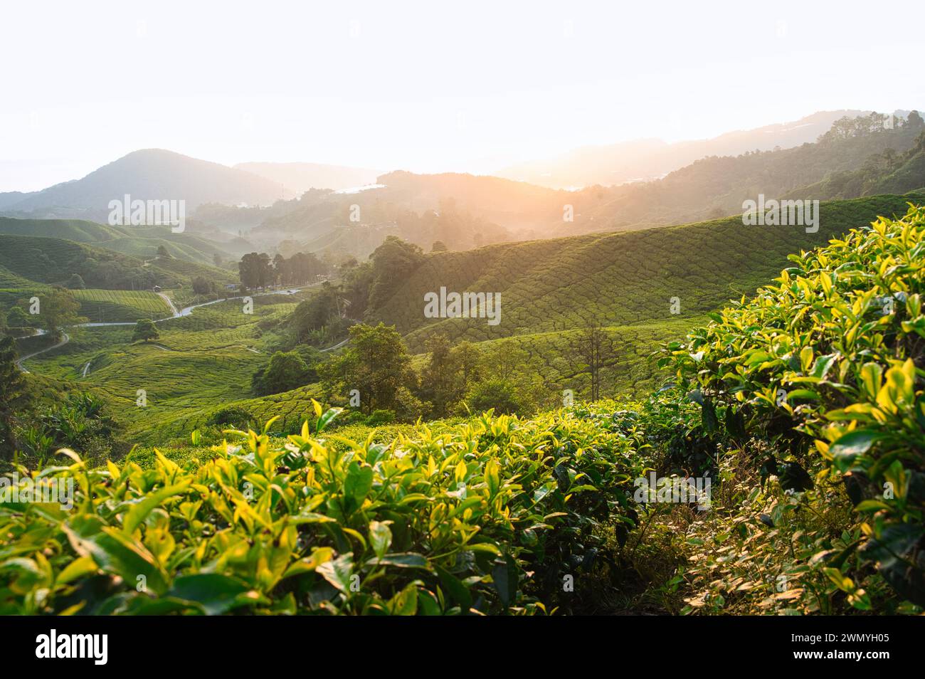 Lush terraced tea plantations hi-res stock photography and images - Alamy