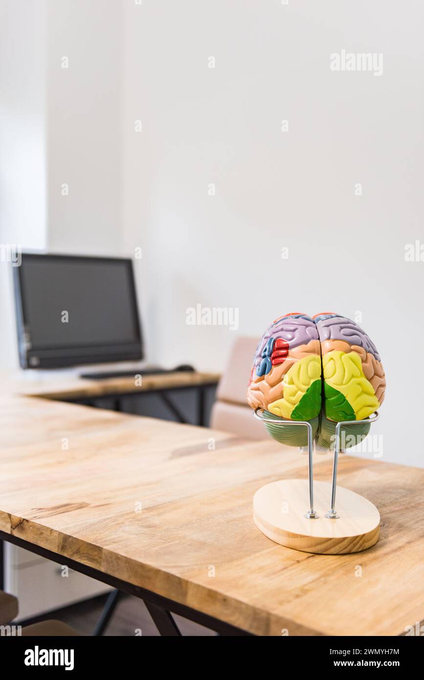A colorful anatomical model of the human brain displayed on a wooden ...