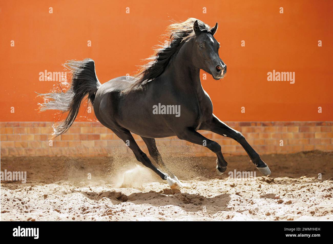 Purebred Arabian Horse. A black stallion gallops on sand in front of a ...