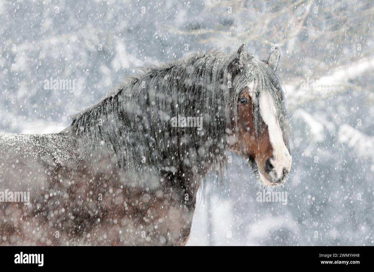Bay shire horse hi-res stock photography and images - Alamy