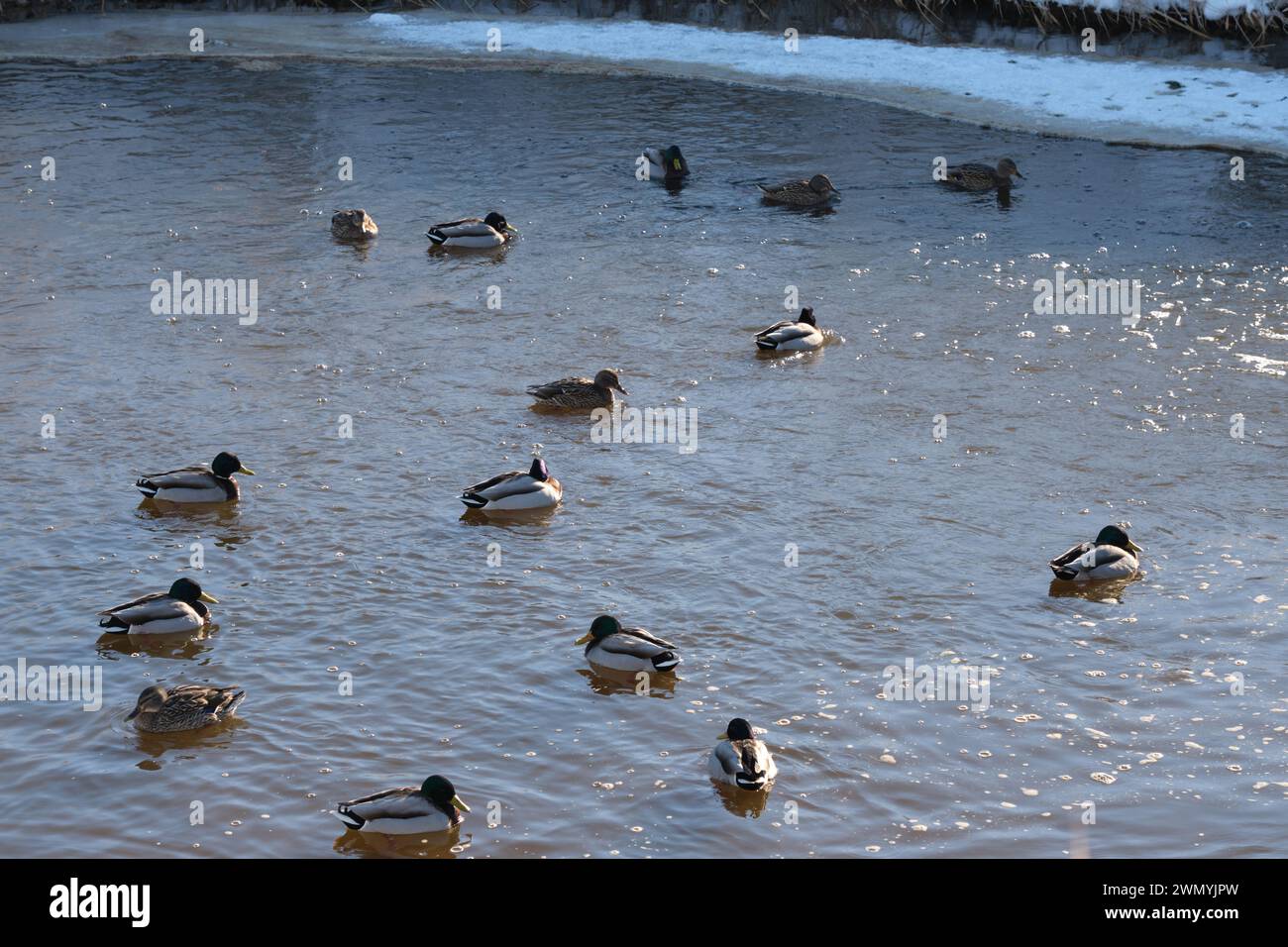 Wild ducks swims in hi-res stock photography and images - Alamy