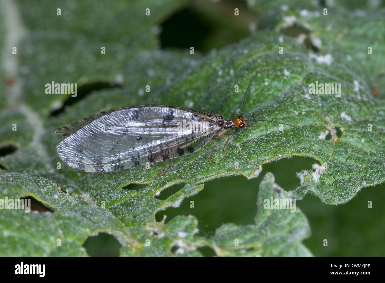 Osmylidae hi-res stock photography and images - Alamy